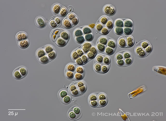 Freshwater And Other Micro Organisms From Germany Chroococcus Cf Turgidus Procaryota